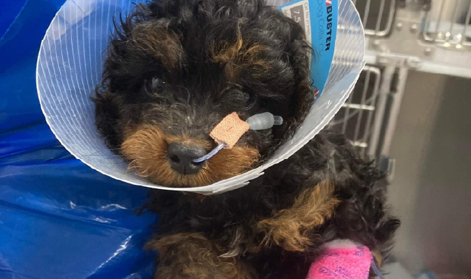 RSPCA Essex South, Southend & District - make a smile lottery